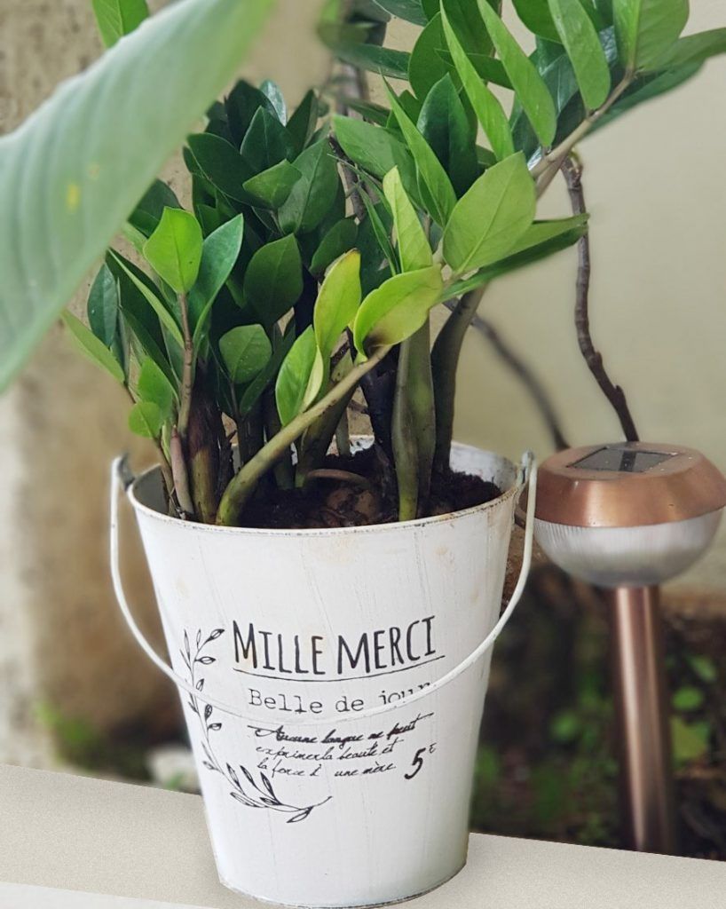 3 X Mille merci flower buckets (Set of 3) ثلاث قطع - GOOD IDEAS ONLINE ...
