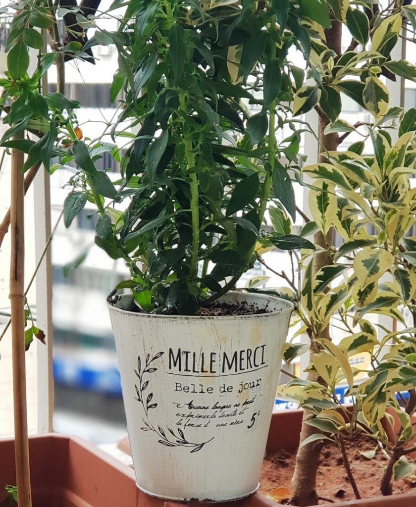 3 X Mille merci flower buckets (Set of 3) ثلاث قطع - GOOD IDEAS ONLINE ...